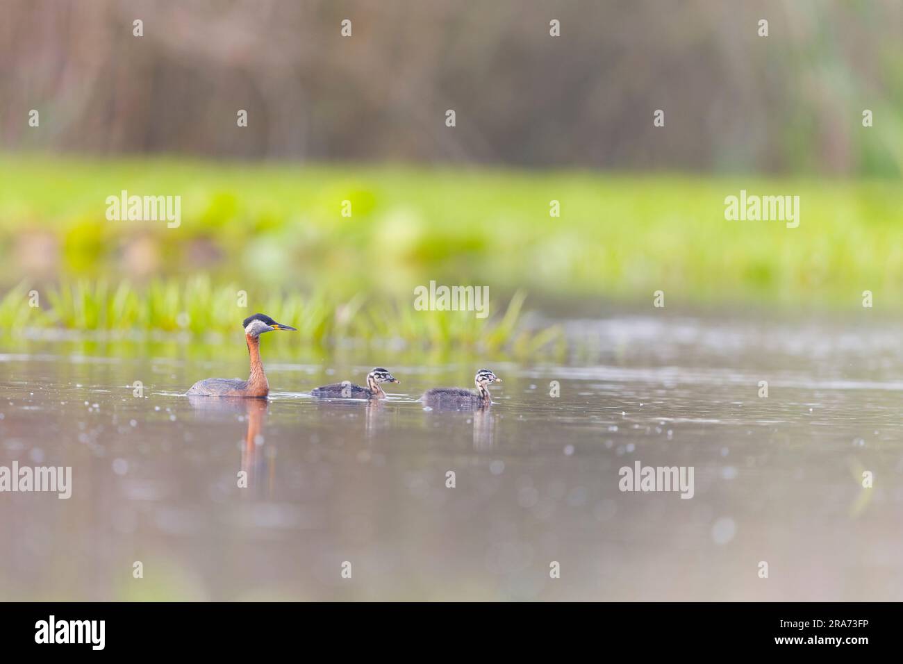 Red-necked grebe Podiceps grisegena, breeding plumage adult and 2 ...
