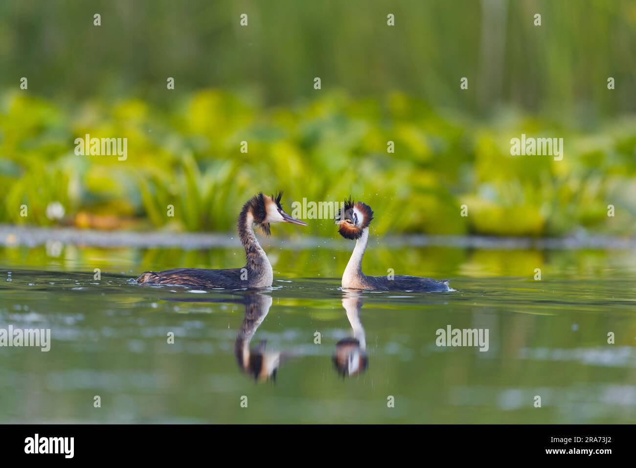 Great crested grebe Podiceps cristatus, 2 breeding plumage adults ...