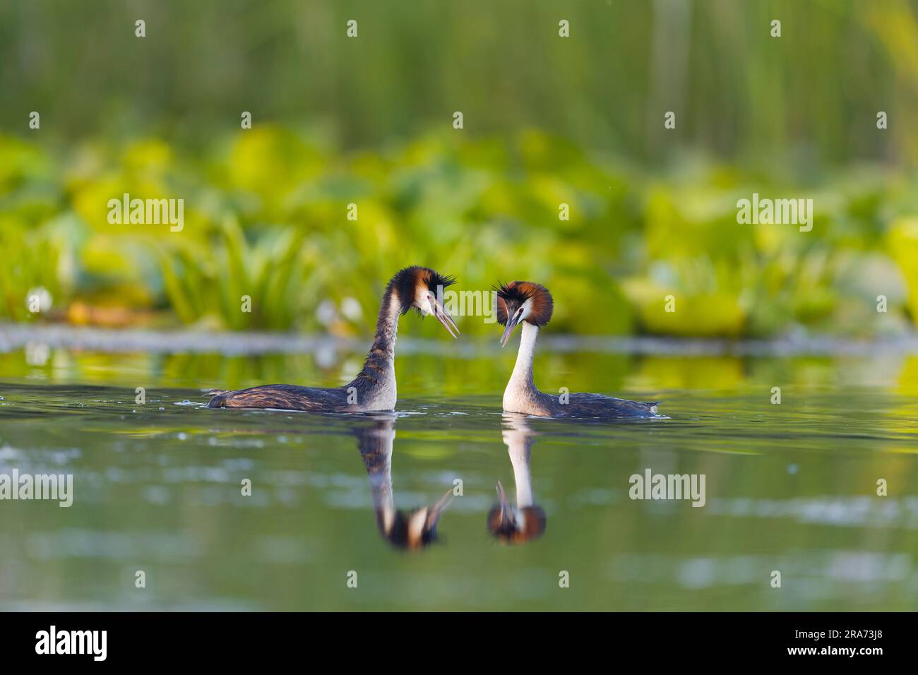 Great crested grebe Podiceps cristatus, 2 breeding plumage adults ...