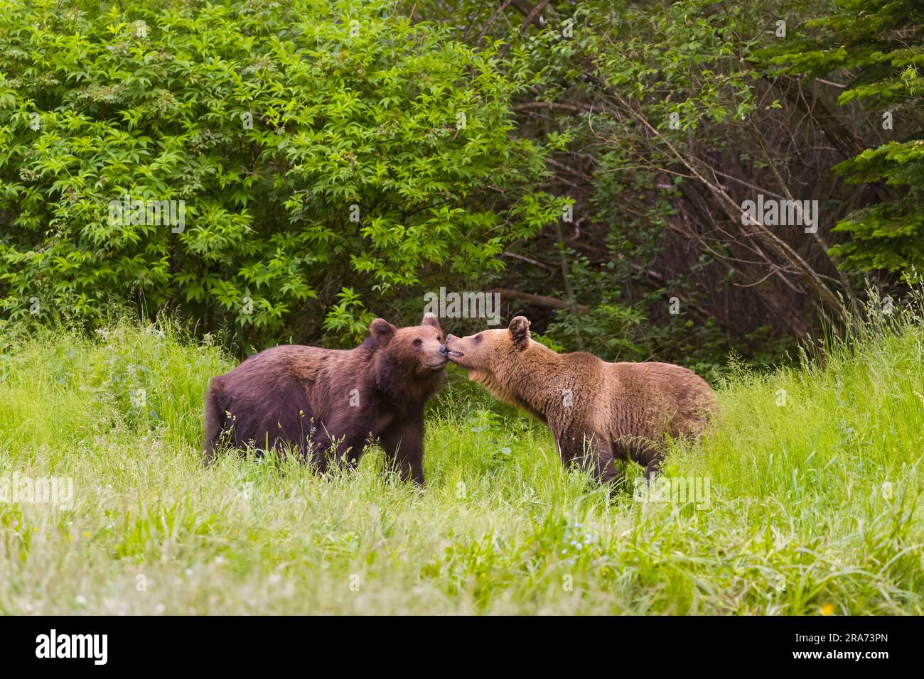 European brown bear Ursus arctos arctos, 2 adults touching noses ...