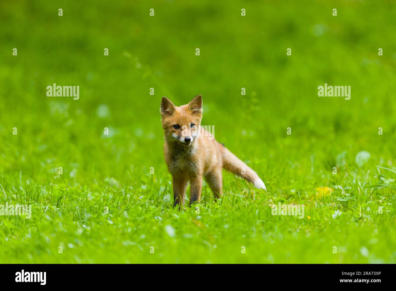 Red fox Vulpes vulpes, cub standing on grass, Transylvania, Romania ...
