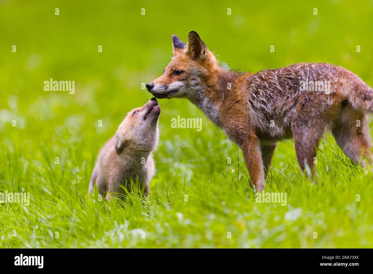 Red fox Vulpes vulpes, adult female and cub interacting, Transylvania ...