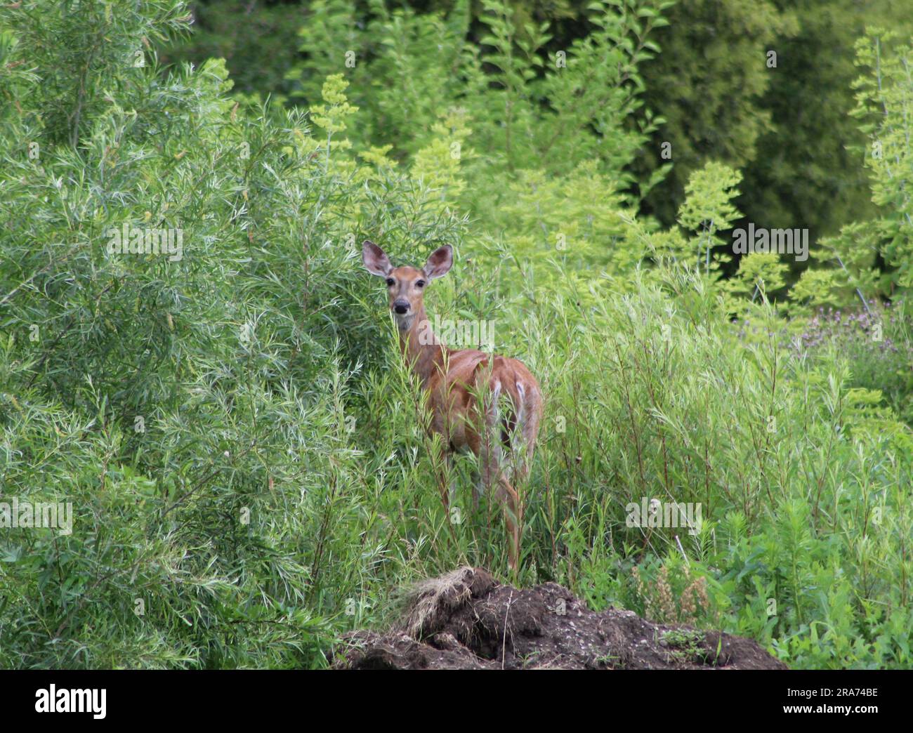 Deer in tall grass Stock Photo - Alamy