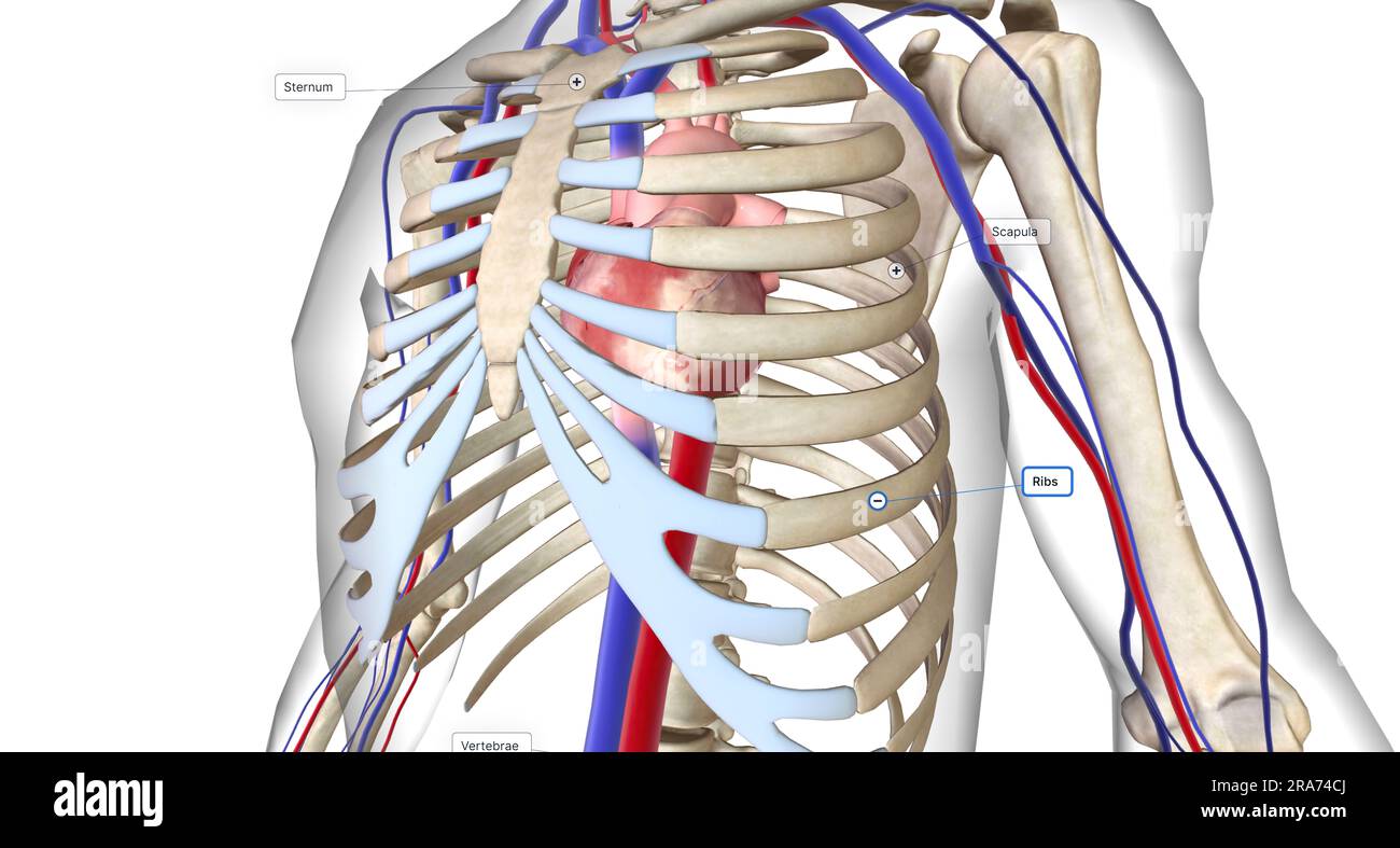 The Location of Bone Marrow 3D rendering Stock Photo - Alamy