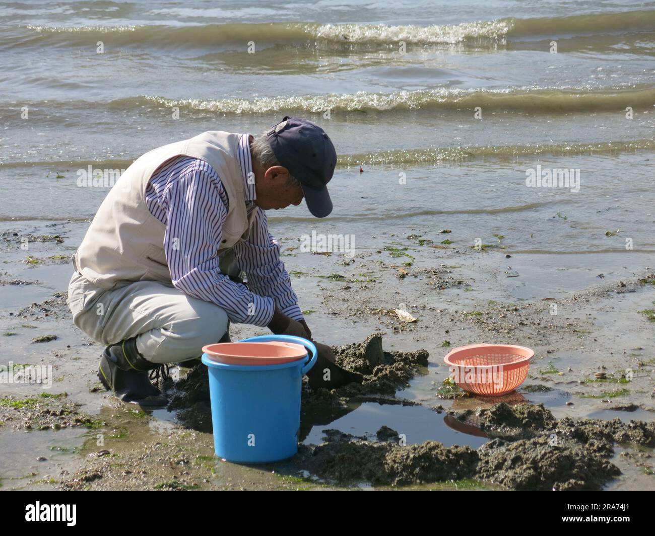 A Japanese man is digging for clams at low tide on the beach at ...