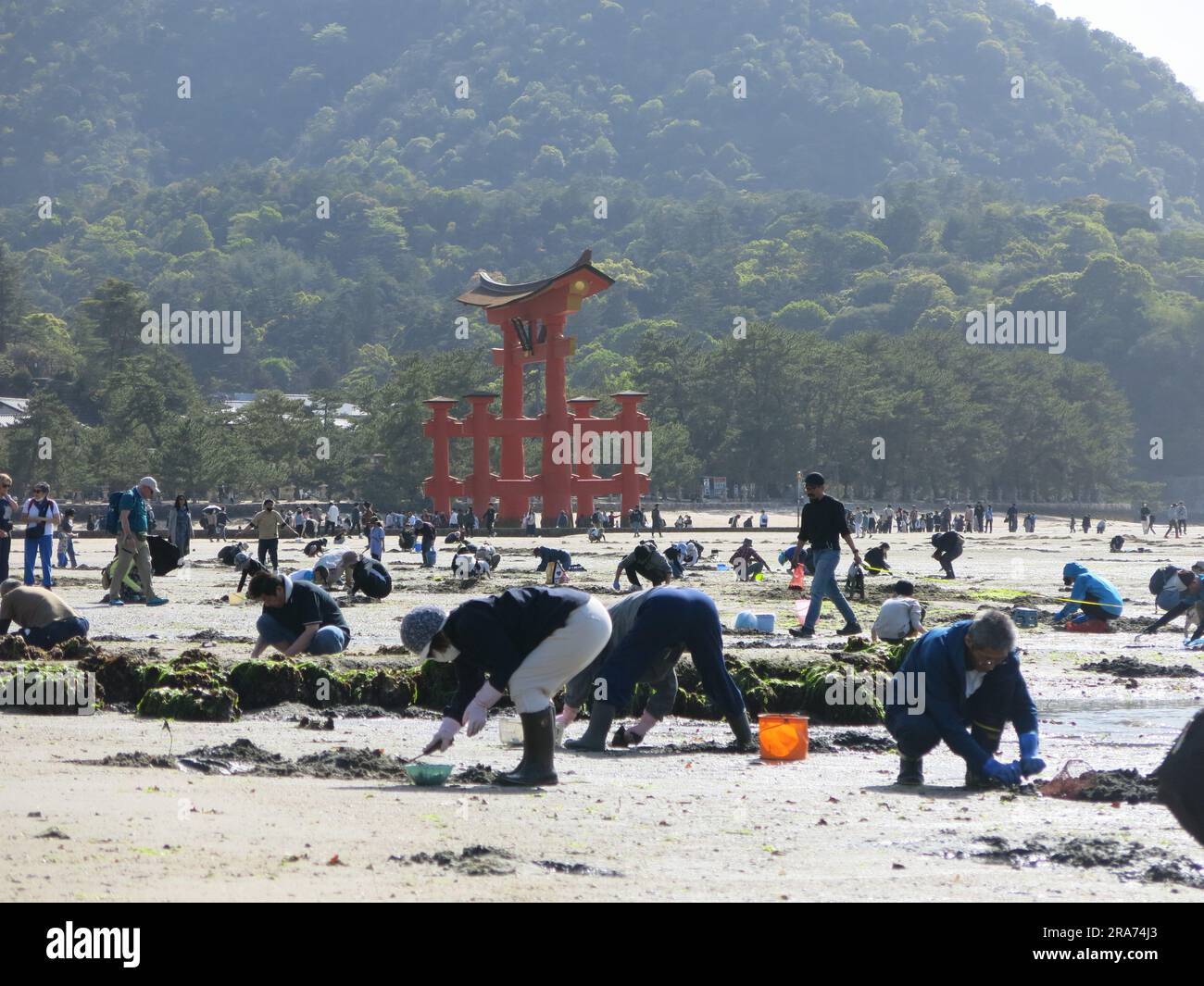 Crowds of locals dig for clams at low tide beneath the iconic red ...
