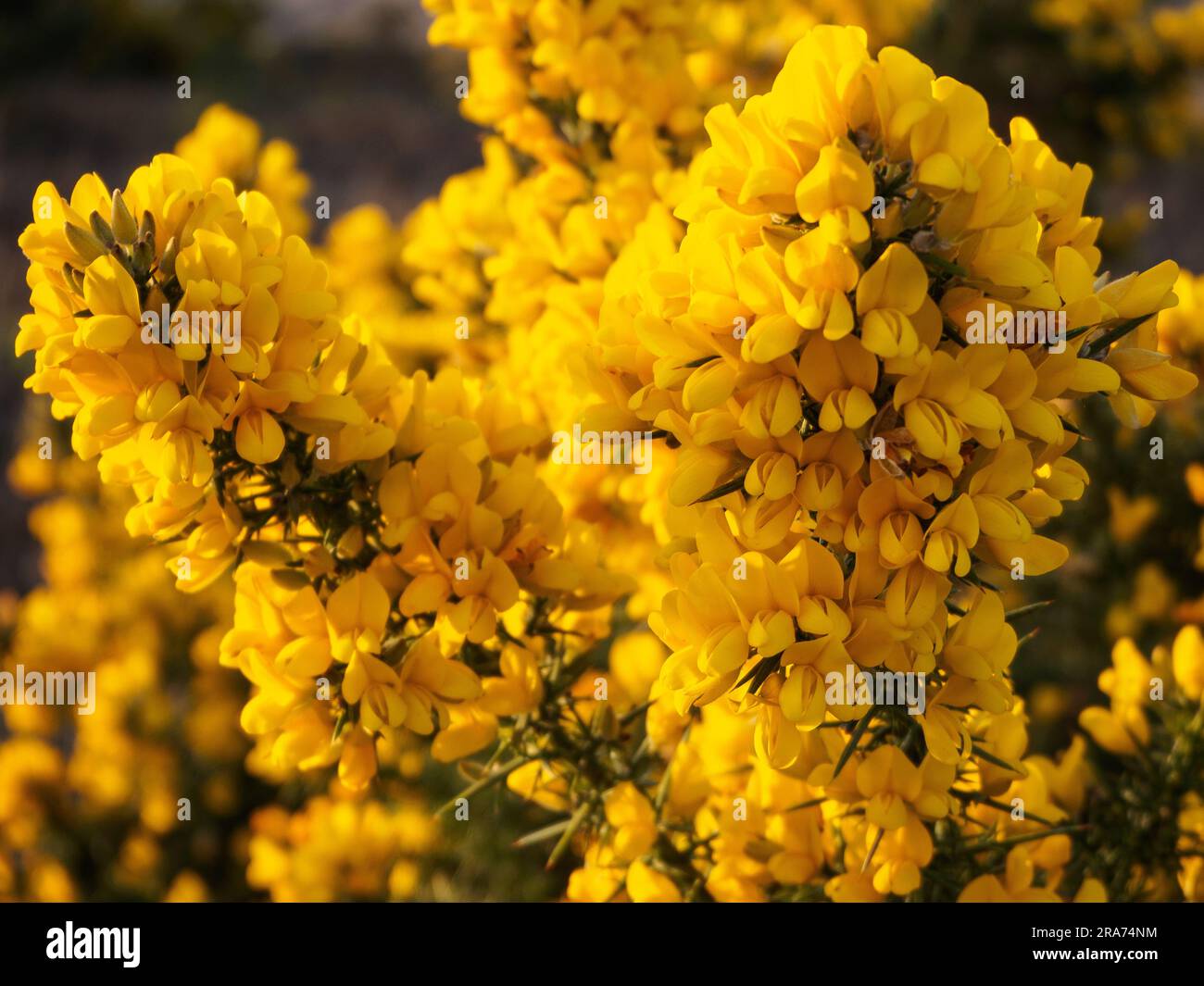 Gorse fabaceae hi-res stock photography and images - Alamy