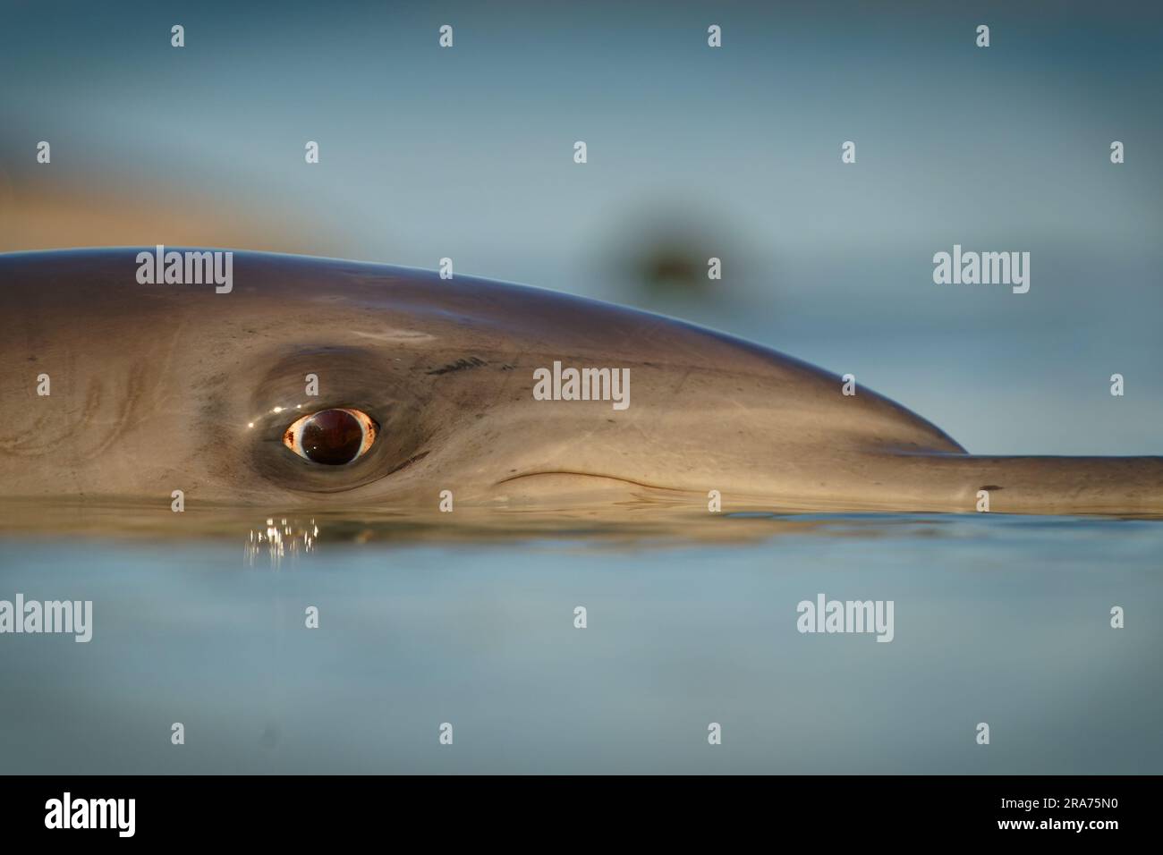 Common or Atlantic bottlenose dolphin - Tursiops truncatus, wide ...