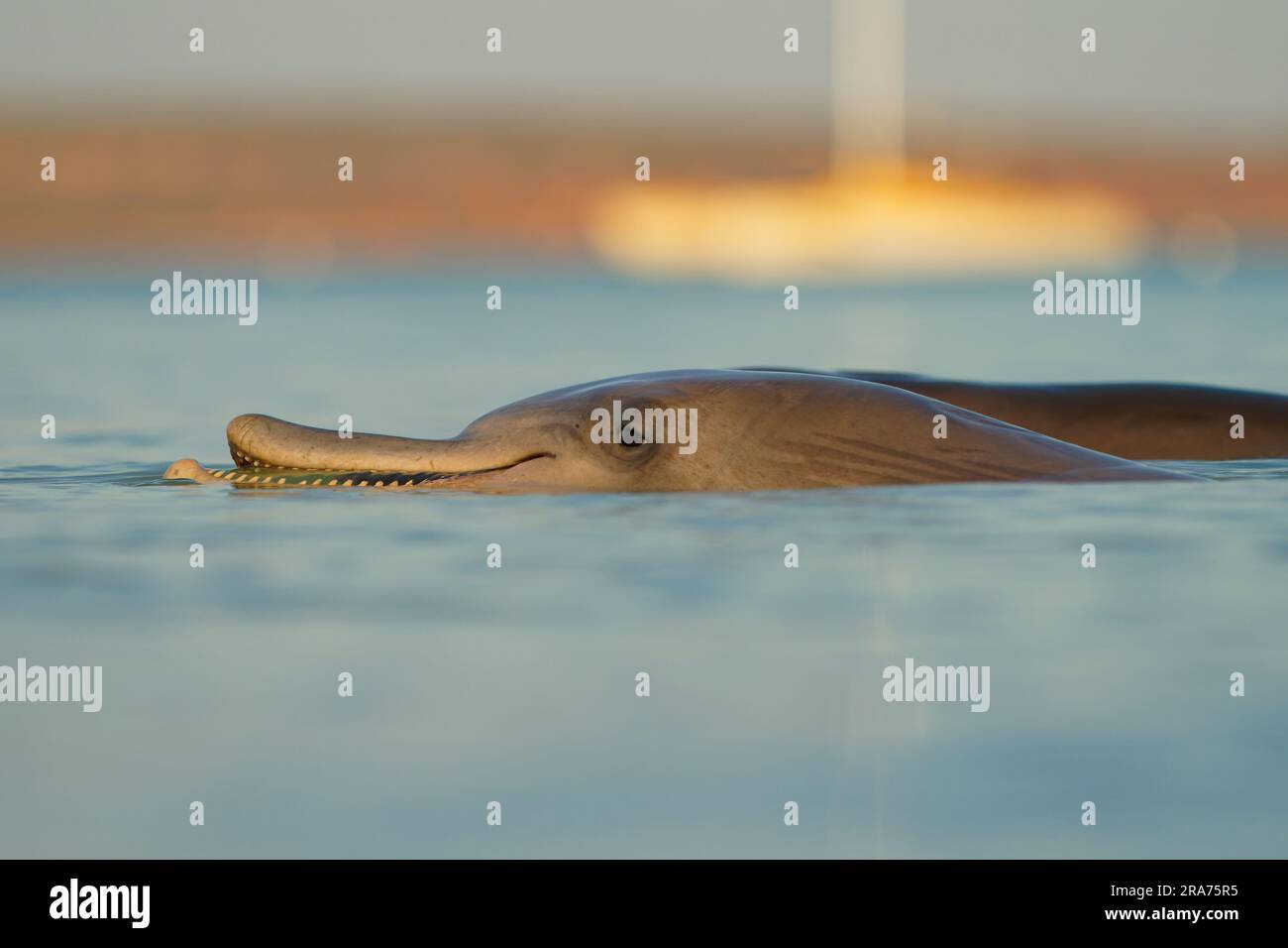 Common or Atlantic bottlenose dolphin - Tursiops truncatus, wide ...
