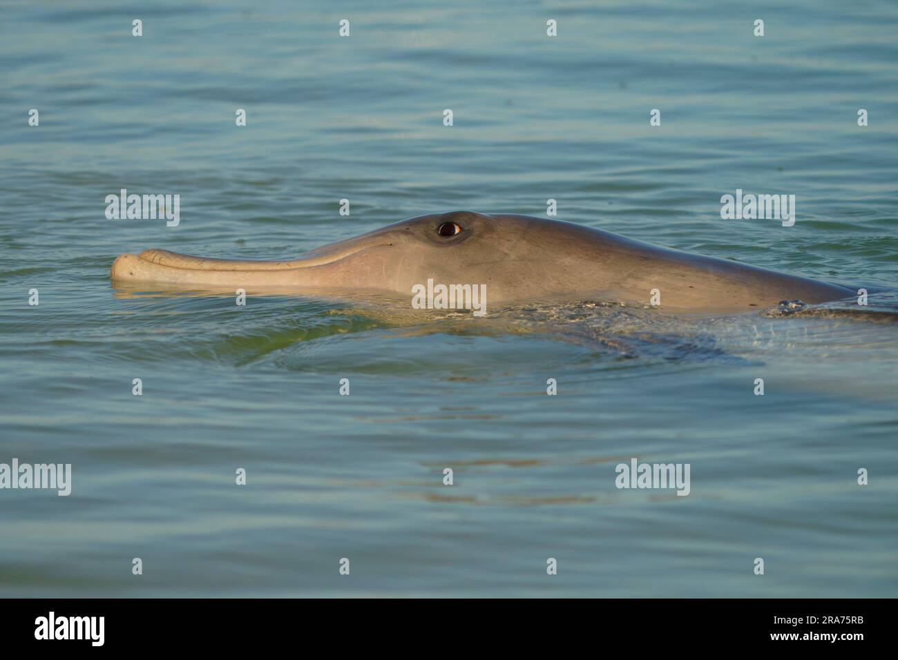 Common or Atlantic bottlenose dolphin - Tursiops truncatus, wide ...