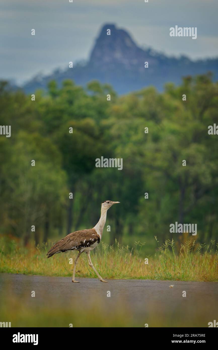 Australian bustard - Ardeotis australis large ground-dwelling bird ...