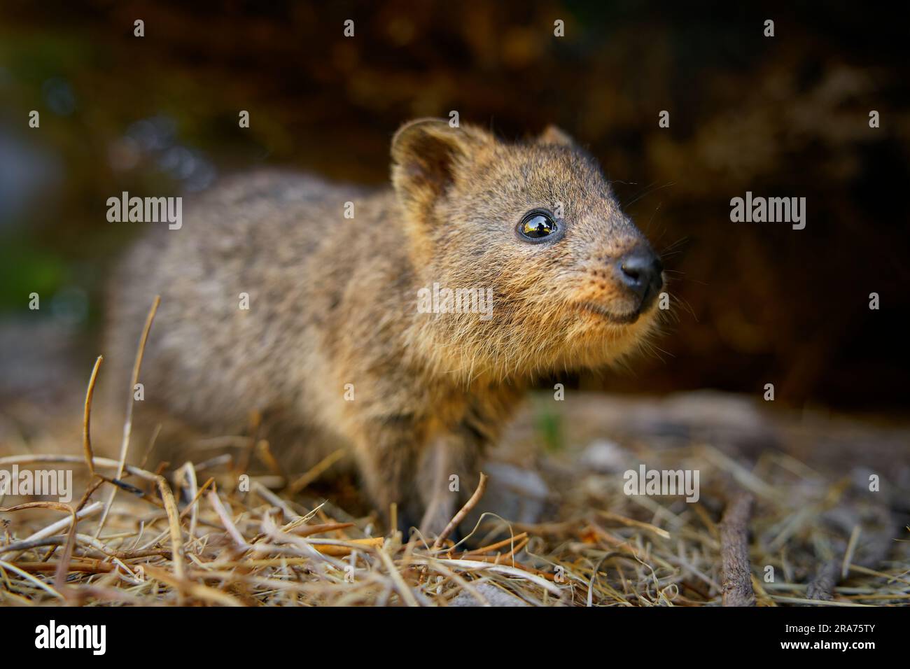 Quokka - Setonix brachyurus small macropod size of domestic cat, Like ...