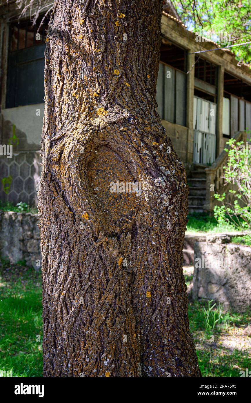 Trunk of a tree Isolated Stock Photo - Alamy