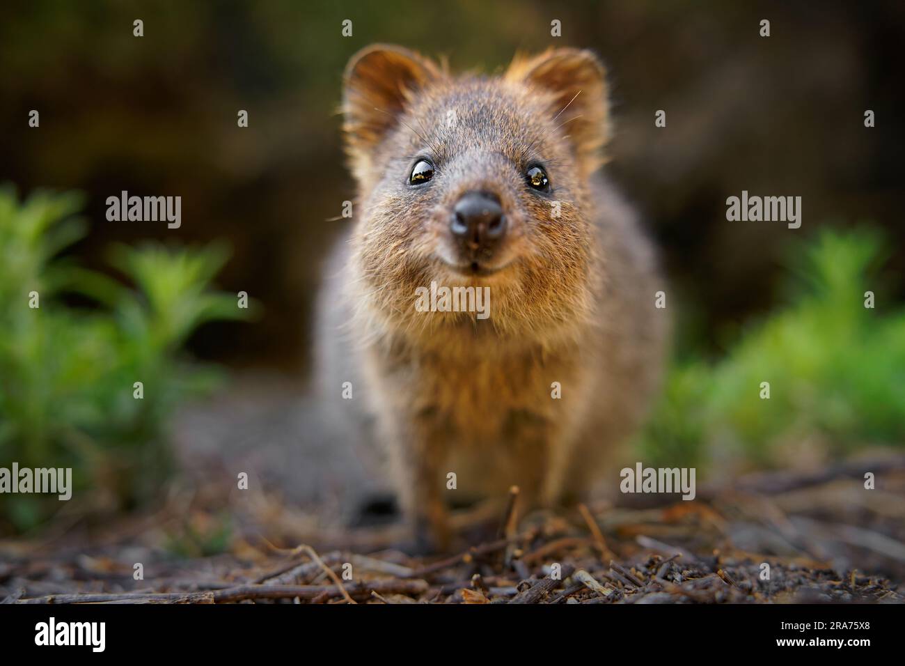 Quokka - Setonix brachyurus small macropod size of domestic cat, Like ...