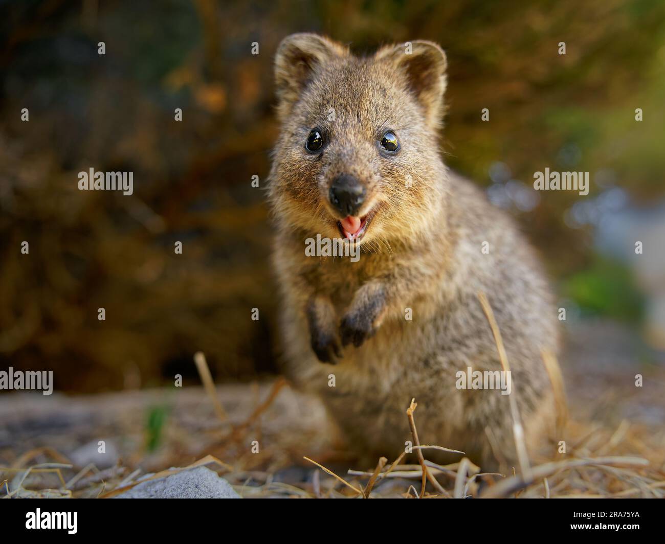Quokka - Setonix brachyurus small macropod size of domestic cat, Like ...
