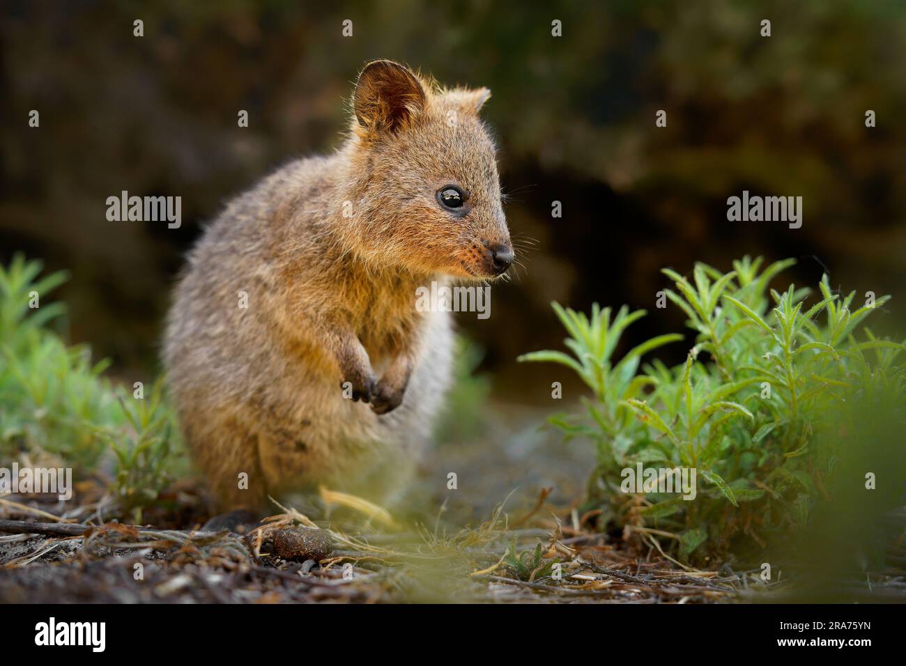 Quokka - Setonix brachyurus small macropod size of domestic cat, Like ...