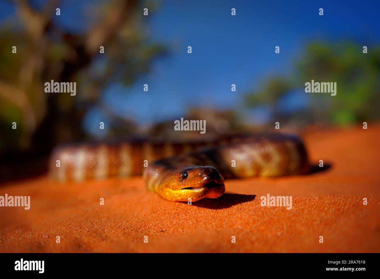 Orange snake hi-res stock photography and images - Alamy