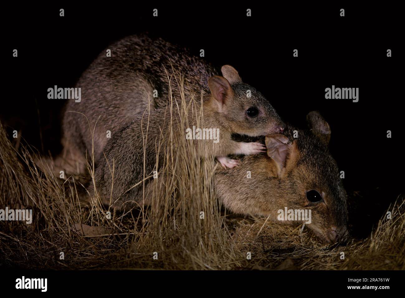 Woylie or Brush-tailed bettong - Bettongia penicillata small critically ...