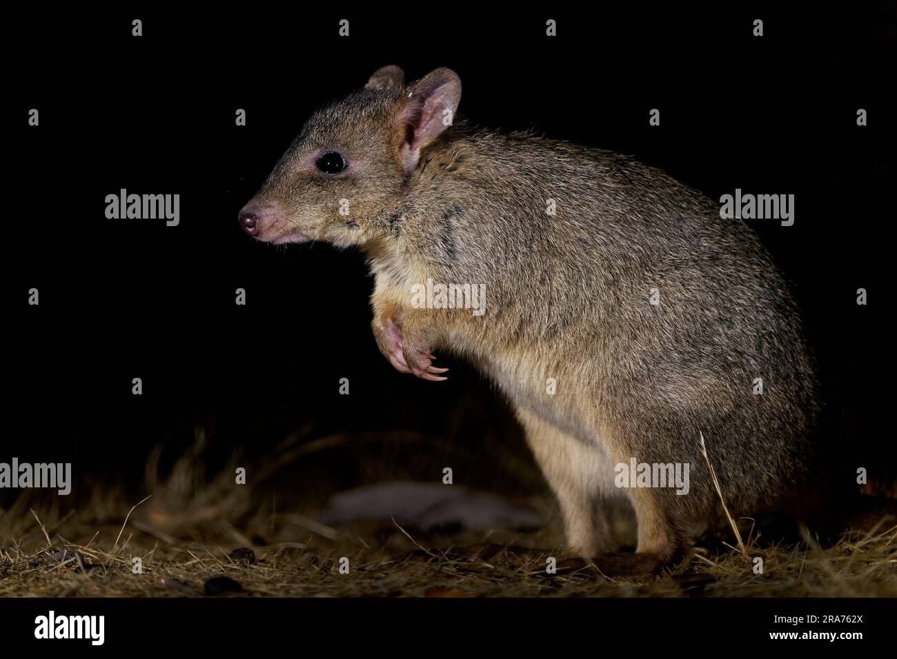 Woylie or Brush-tailed bettong - Bettongia penicillata small critically ...