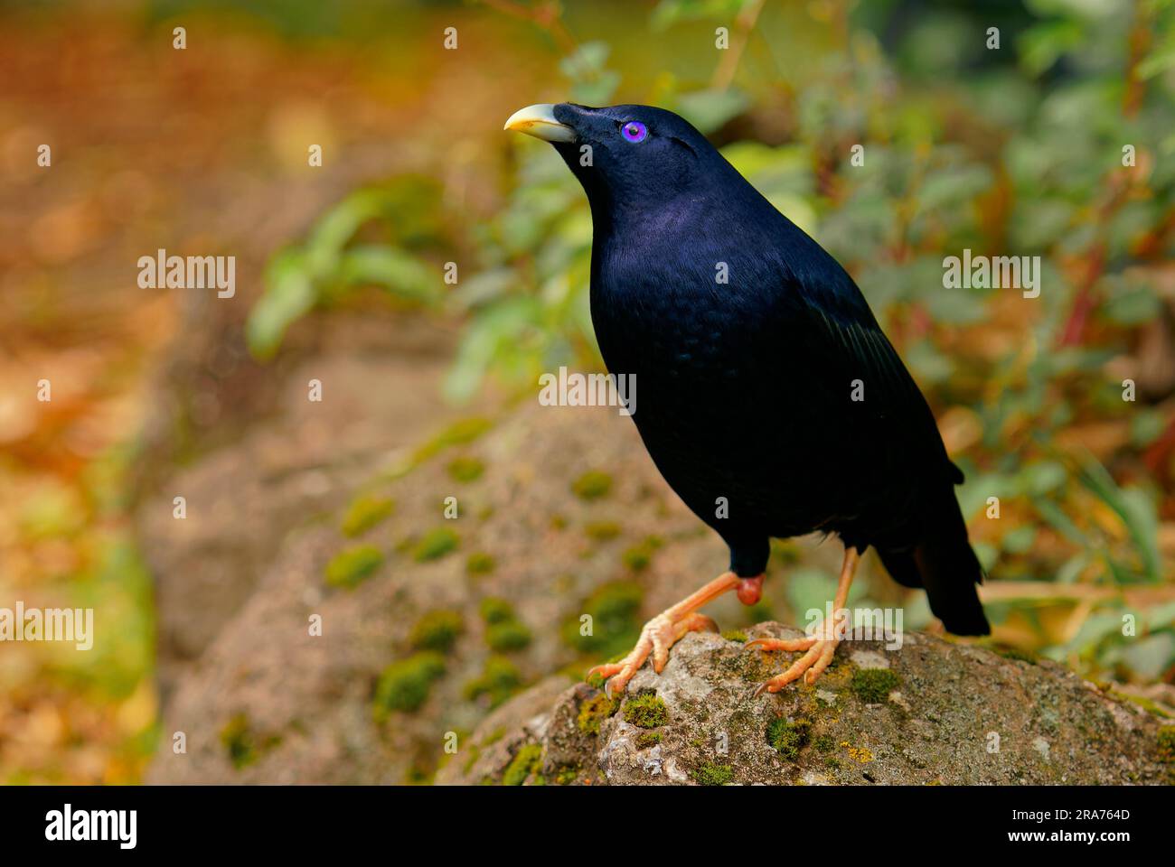 Male of Satin Bowerbird - Ptilonorhynchus violaceus a bowerbird endemic ...