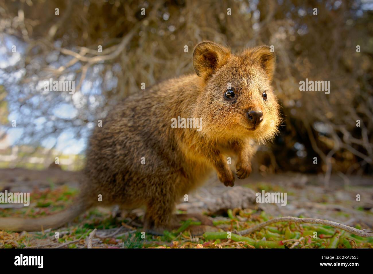 Australian quokka hi-res stock photography and images - Alamy