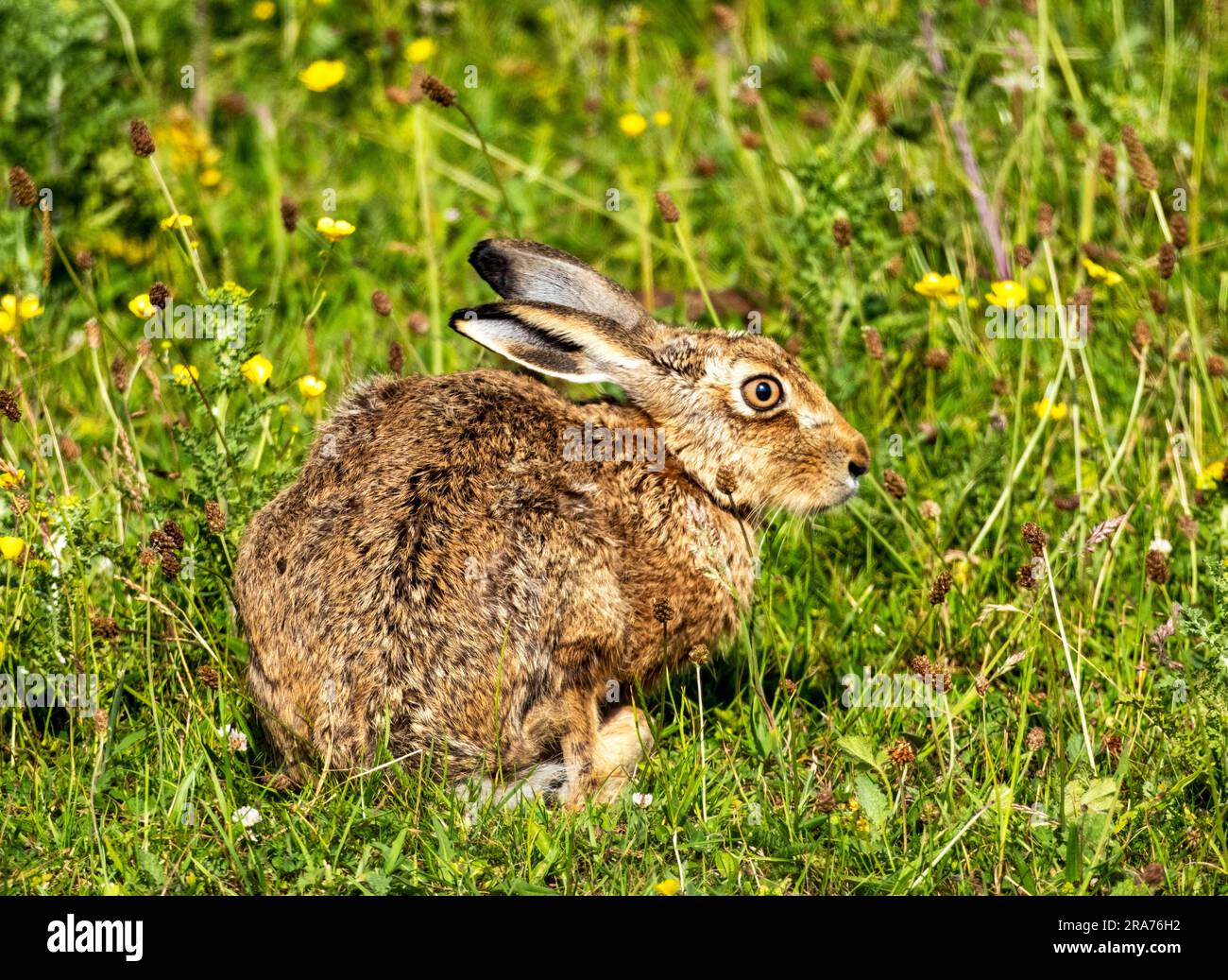 Close up brown hare lepus europaeus hi-res stock photography and images ...