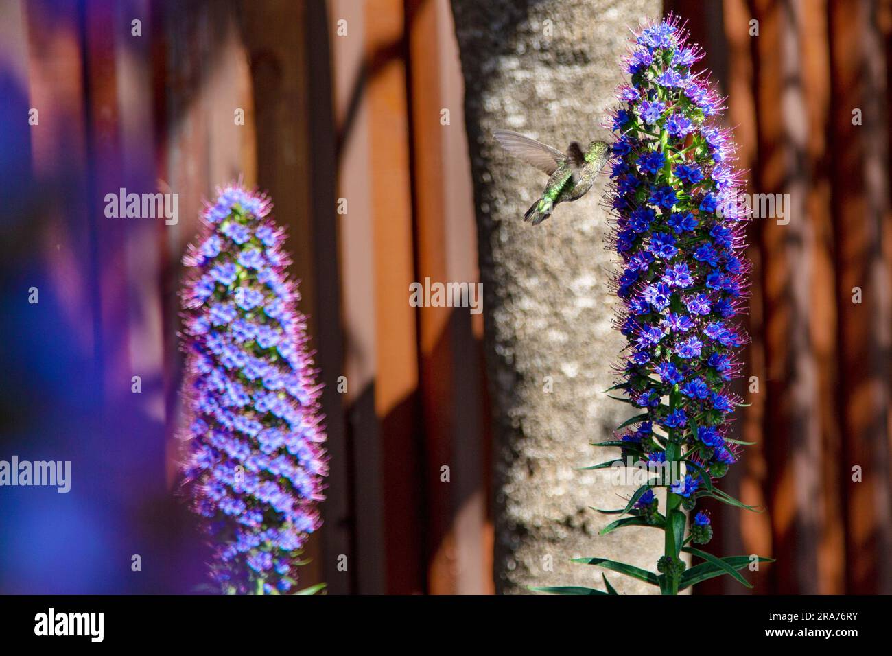 Hummingbird flying to pride of madeira flower. Hummingbird in flight ...