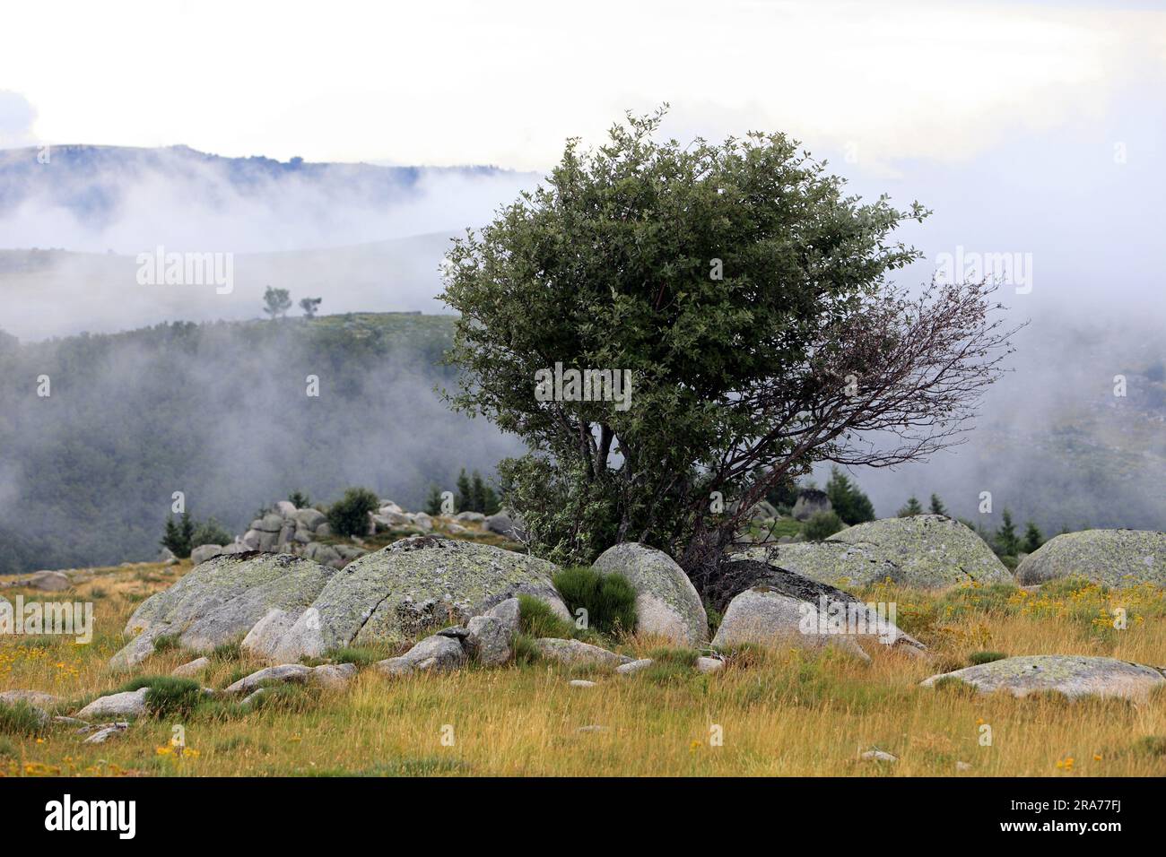 Landscape between Mont Lozere and Les Bondons. Cevennes National Park ...