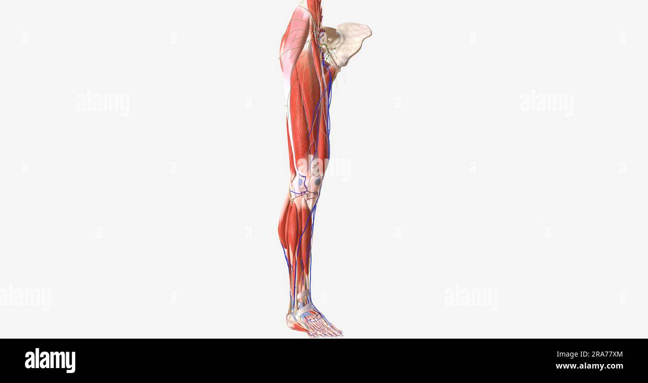 Hip vein hi-res stock photography and images - Alamy