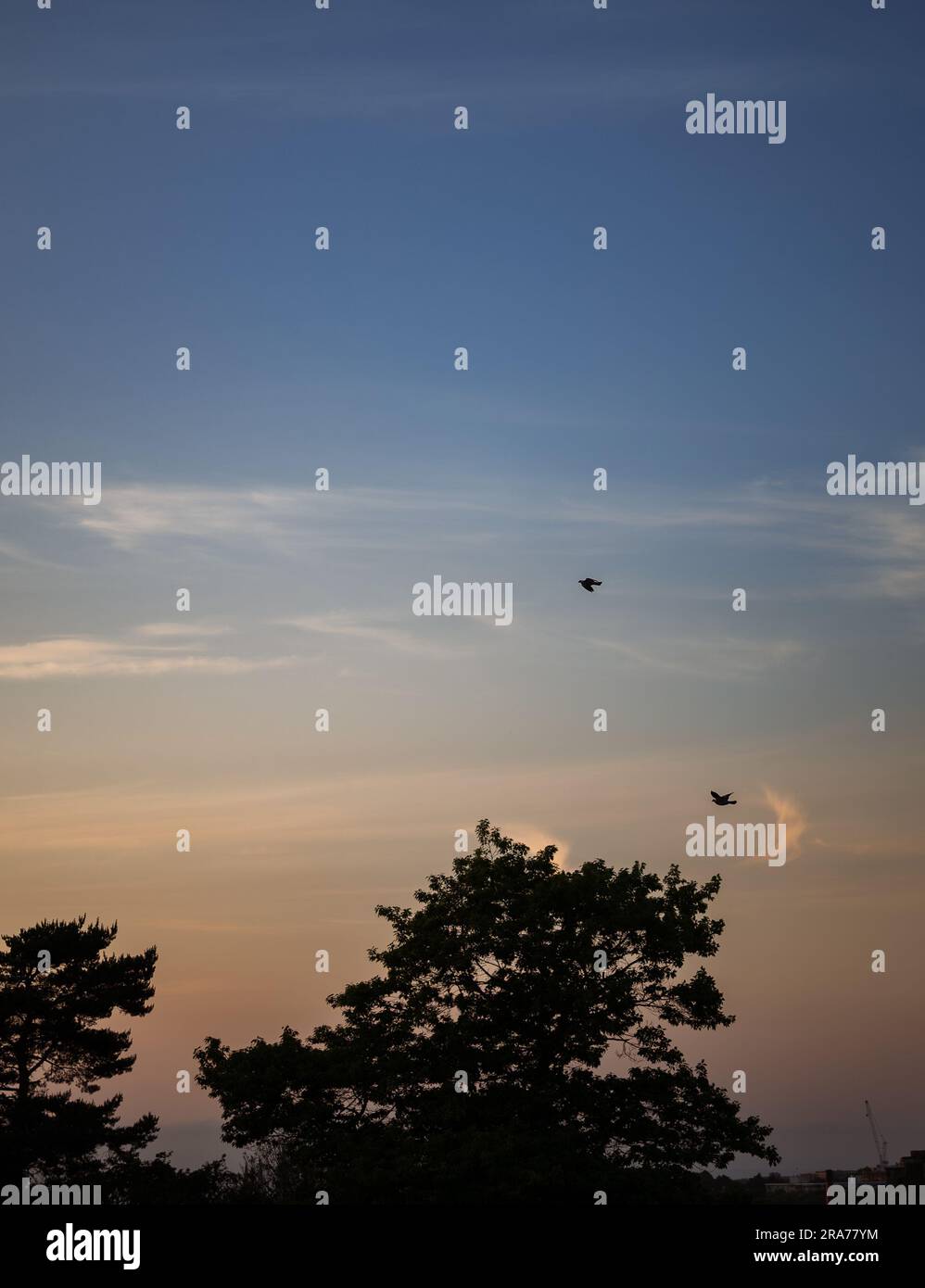 Edinburgh sunset with pigeons flying through the red sky at sunset ...