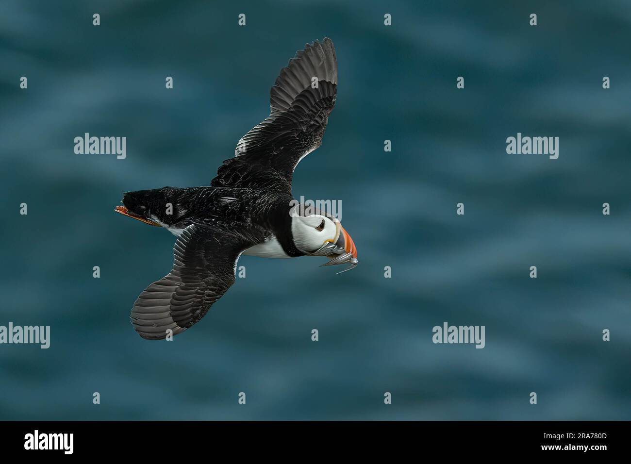 Puffin in flight with sandeels Stock Photo - Alamy