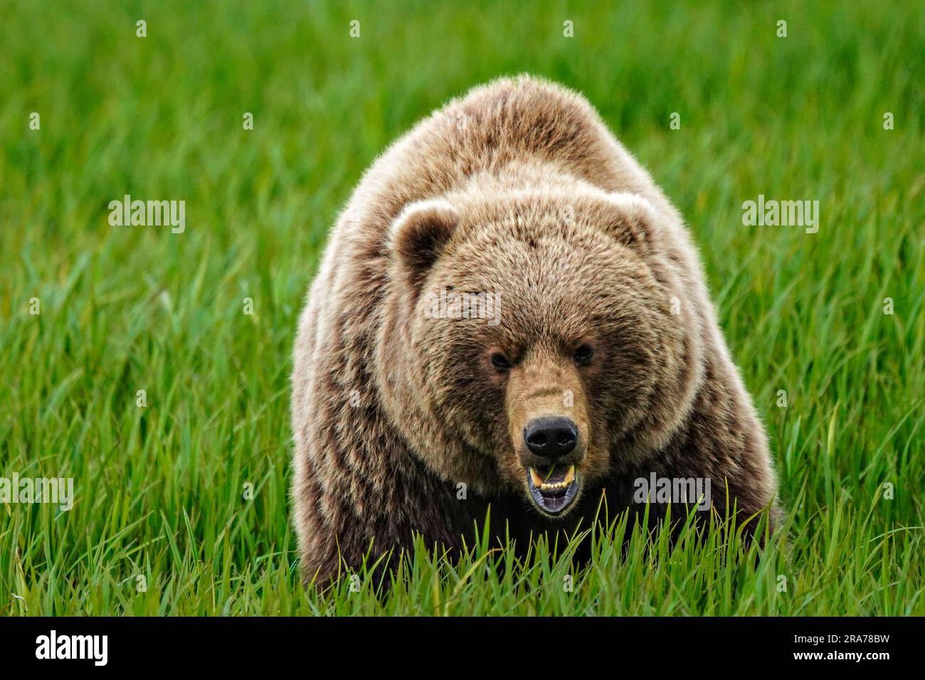 An adult brown bear forages on high-protein sedge grass at the remote ...