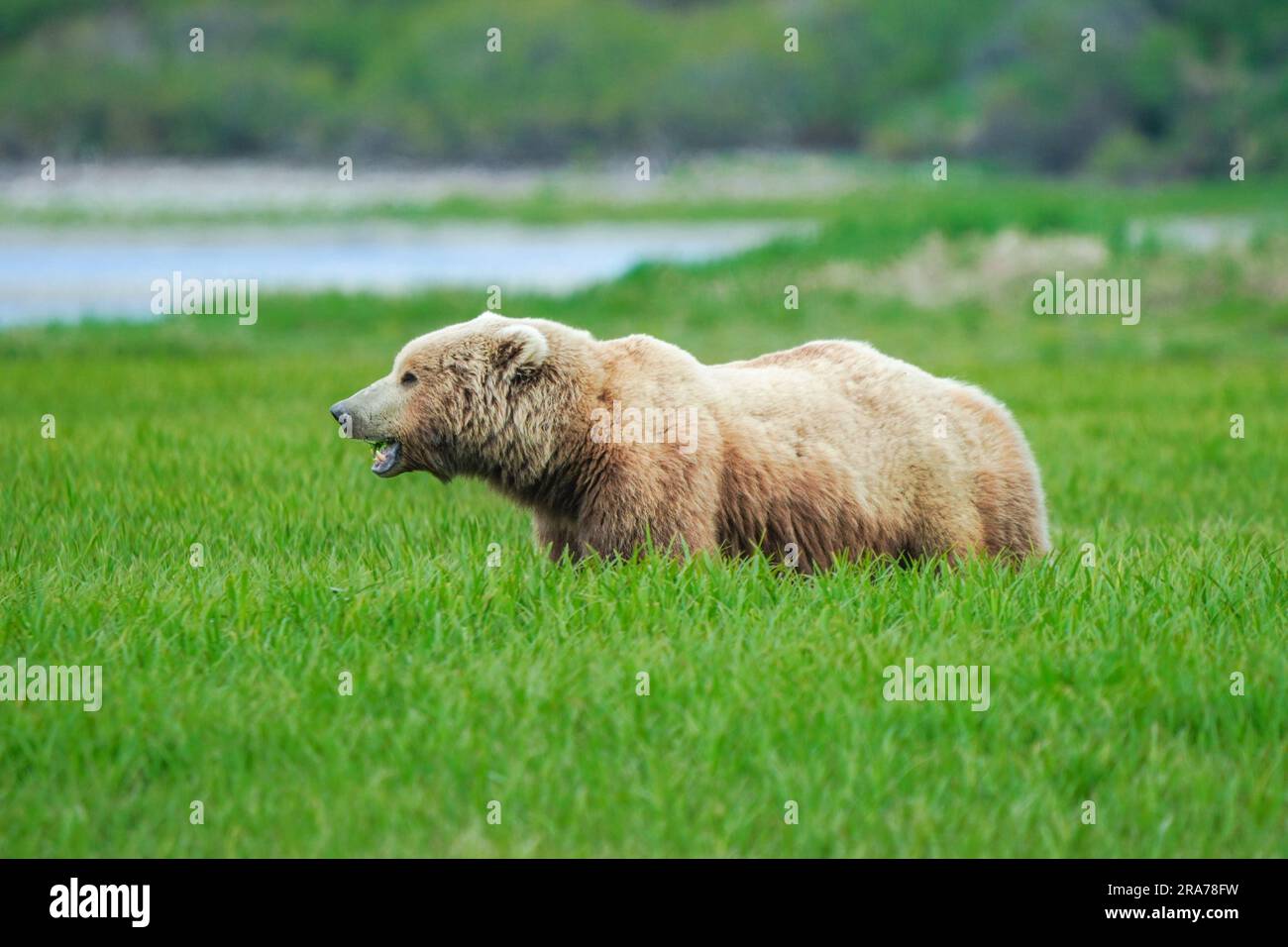 An adult brown bear forages in the sedge grass marsh at the remote ...