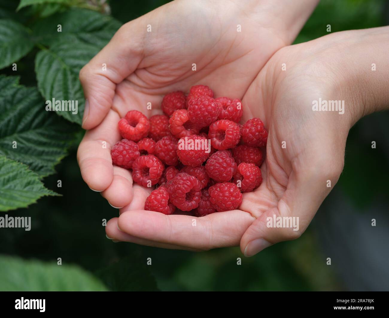 A woman holding red raspberries in her hands above a raspberry bush ...