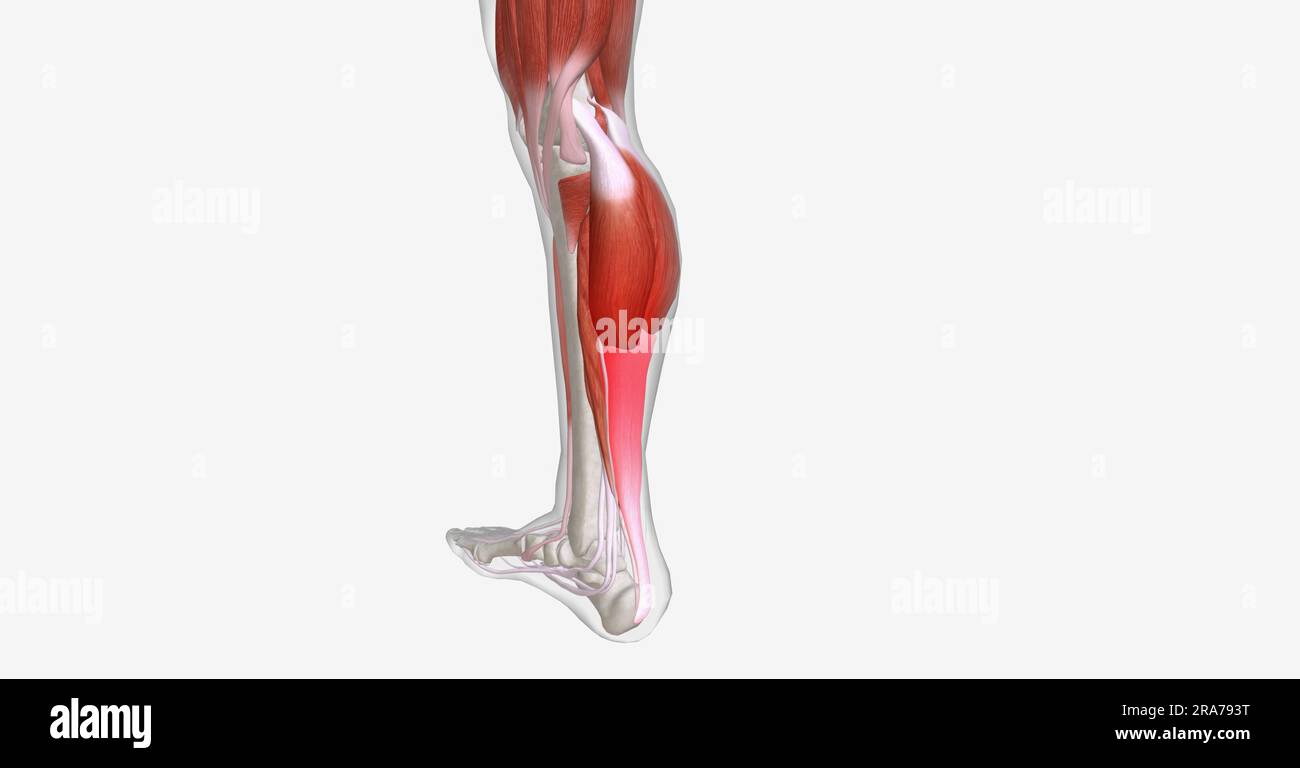 Involuntary Muscle Easy To Understand