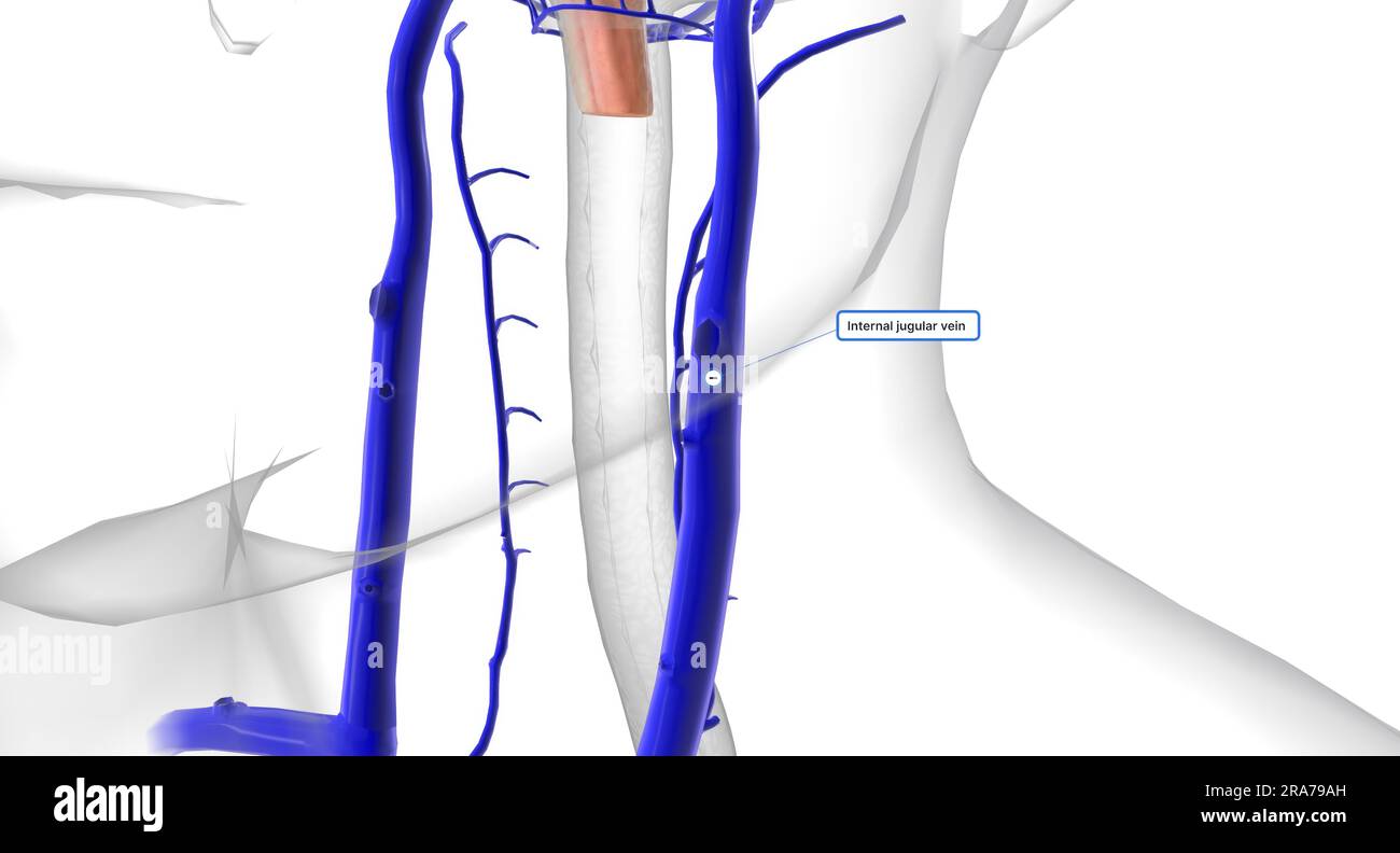 Subdural hematoma dura brain hi-res stock photography and images - Alamy