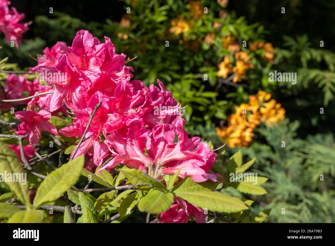 Blooming pink purple rhododendron in a botanical garden in spring ...