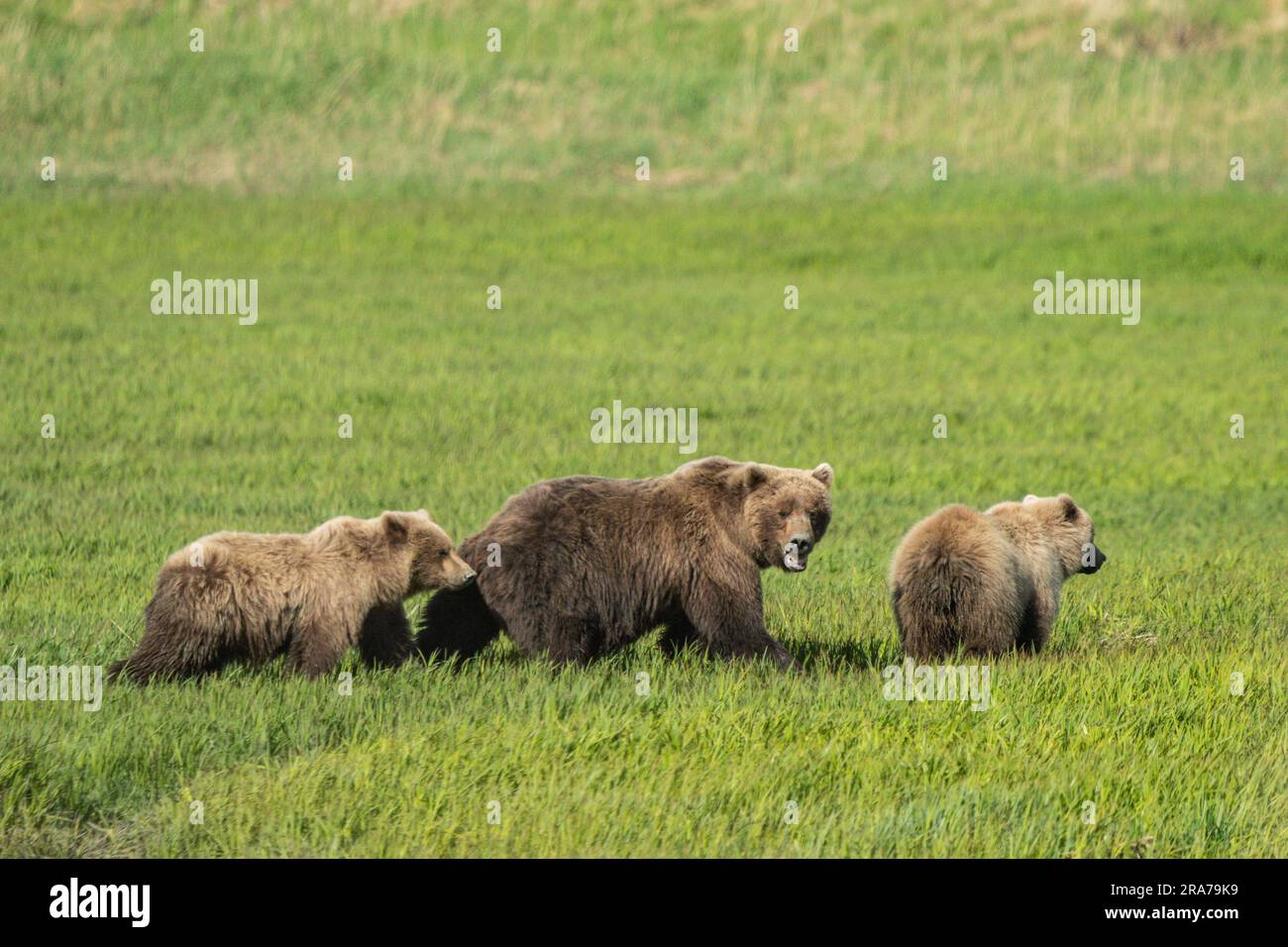Two yearling brown bears watch another bear as their mother bear leads ...