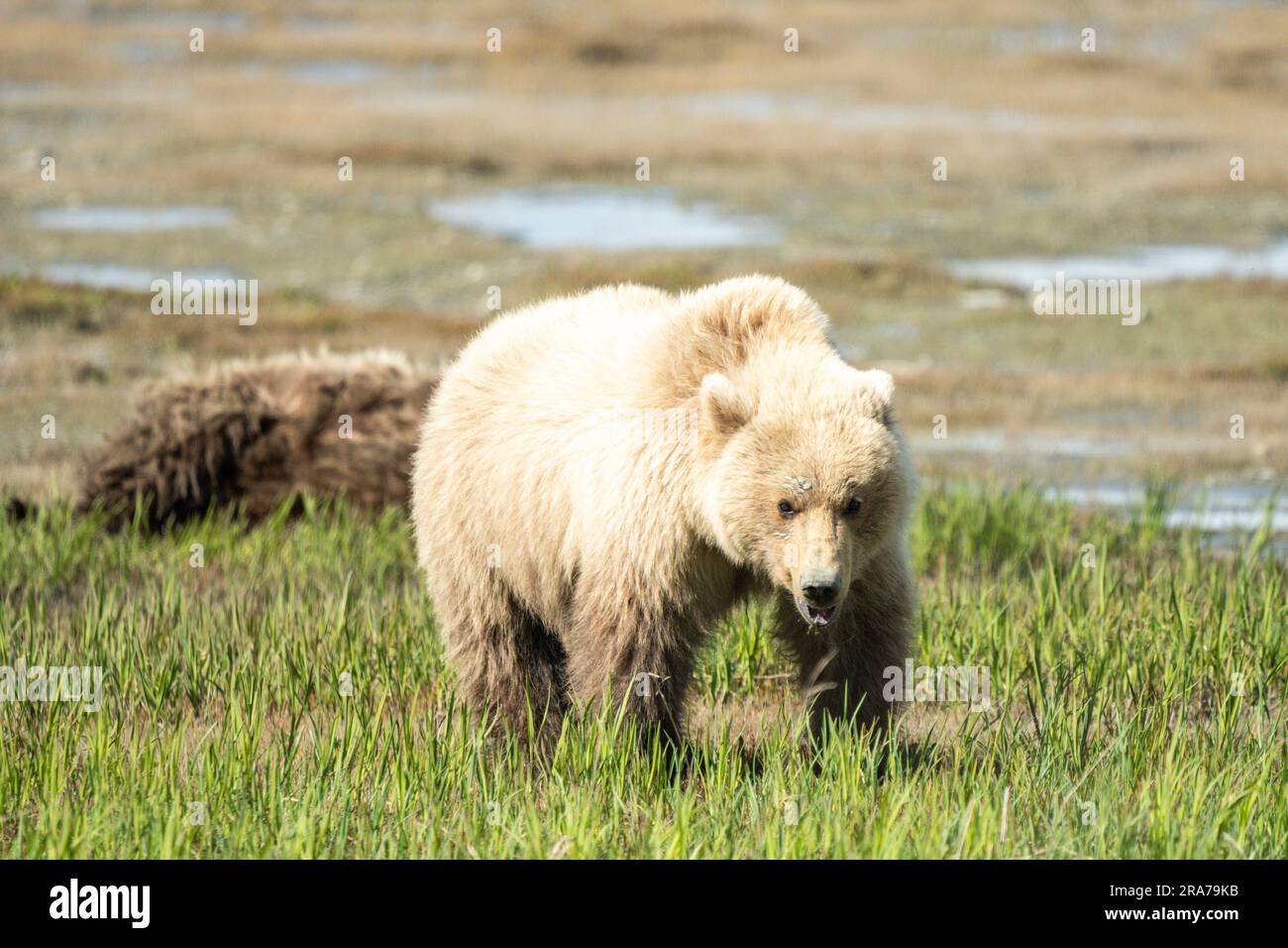 A light colored yearling brown bear explores away from his sleeping ...