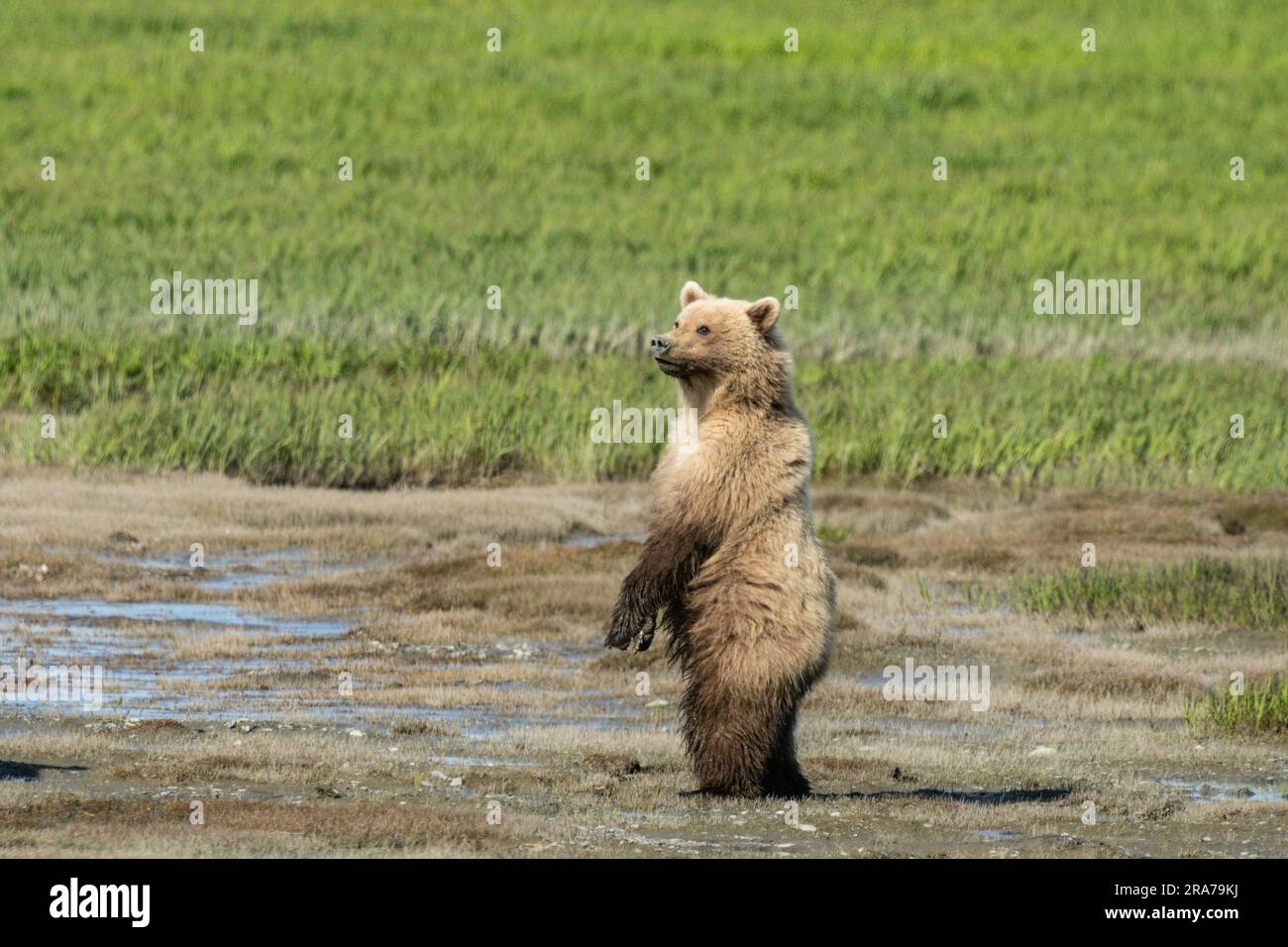 A light colored yearling brown bear stands on his hind legs as he react ...