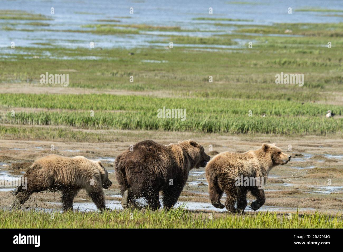 Two yearling brown bears run alongside their mother bear as they react ...