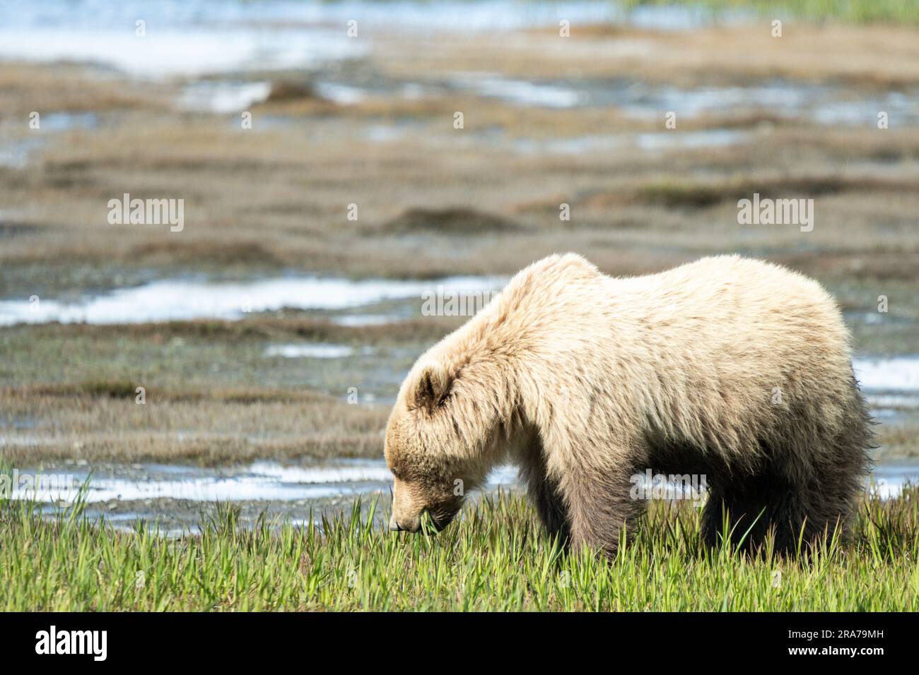 A light colored yearling brown bear explores away from his sleeping ...