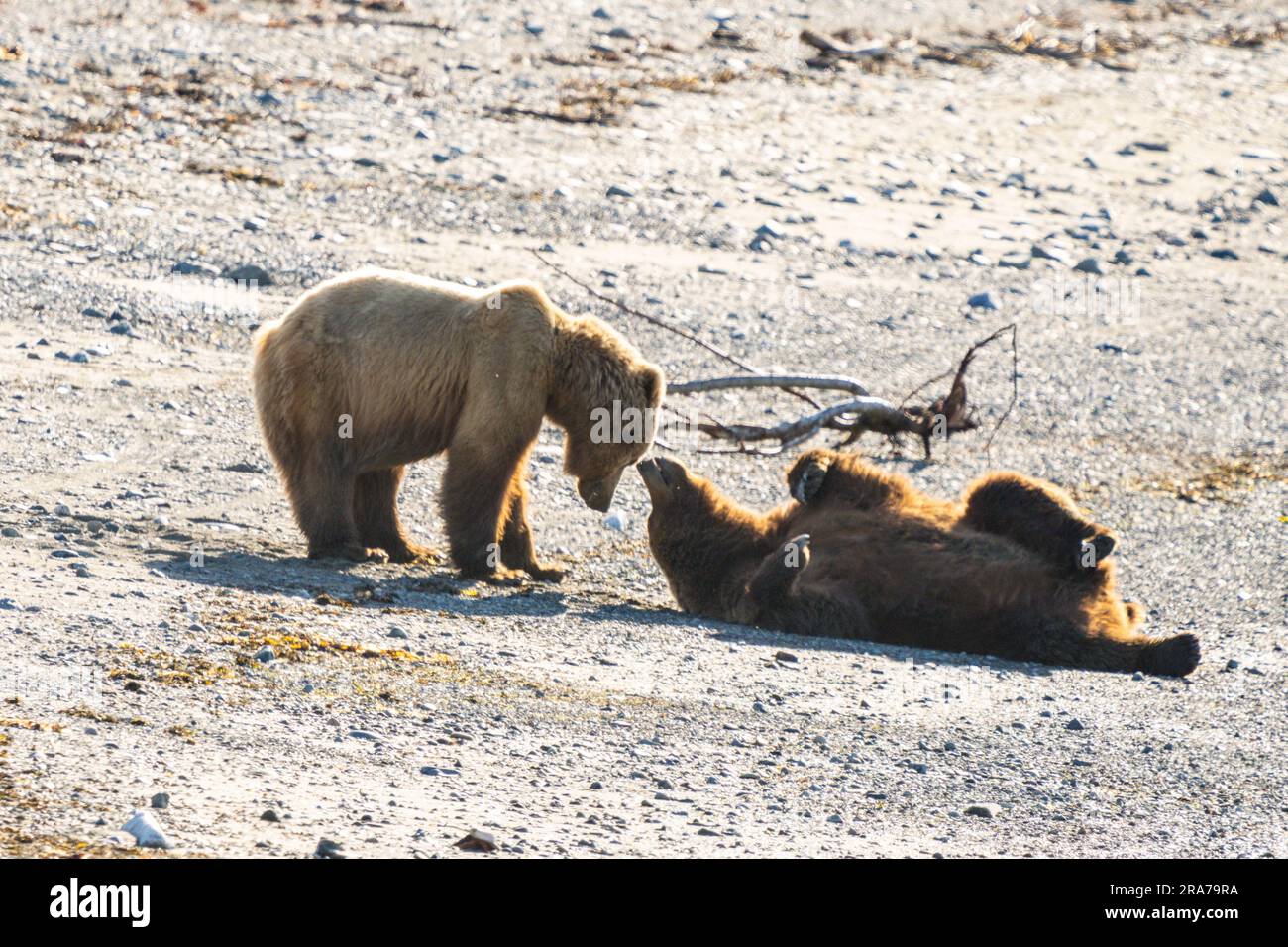 Two juvenile brown bears play together on the spit at the remote McNeil ...
