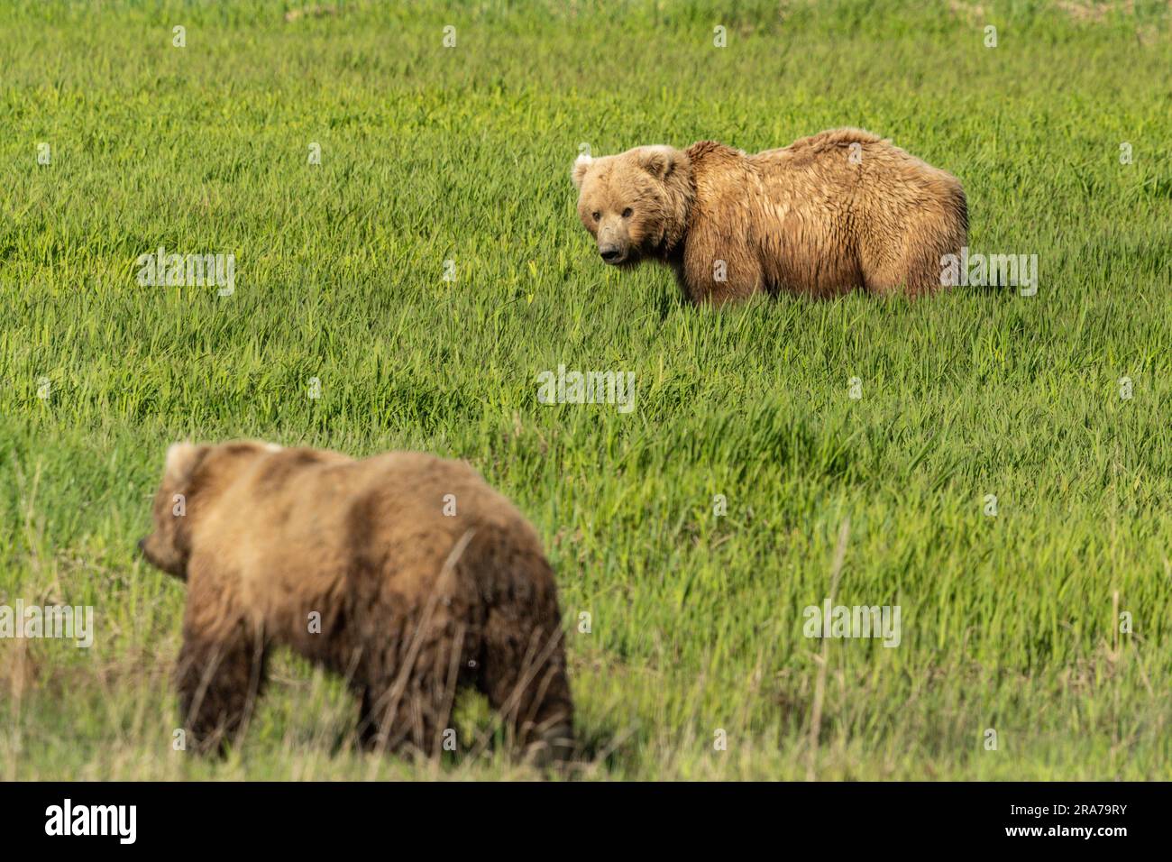A male Brown bear, left, pursues a female bear during mating season at ...