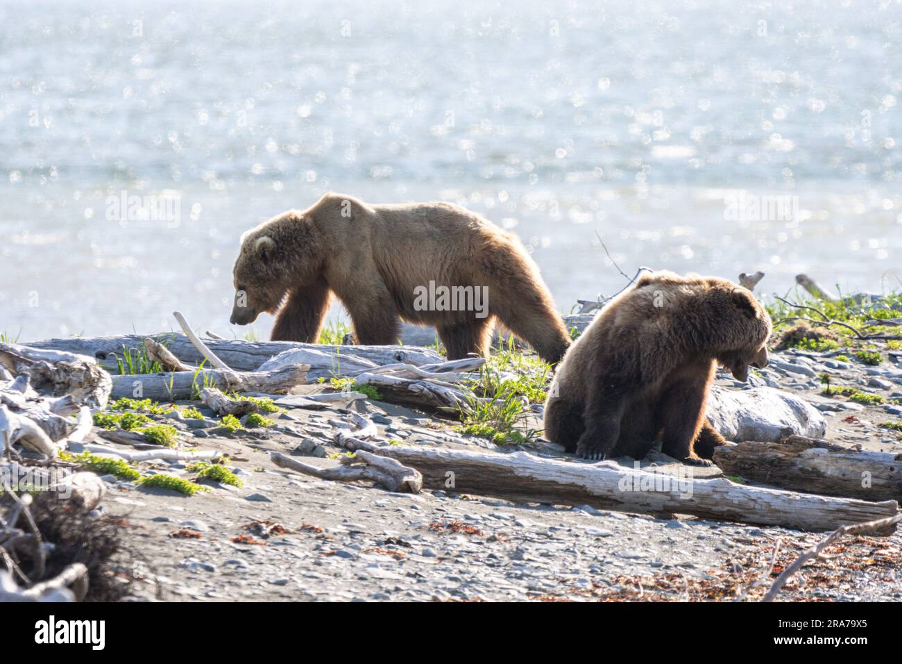 Two juvenile brown bears walk past each other on the spit at the remote ...