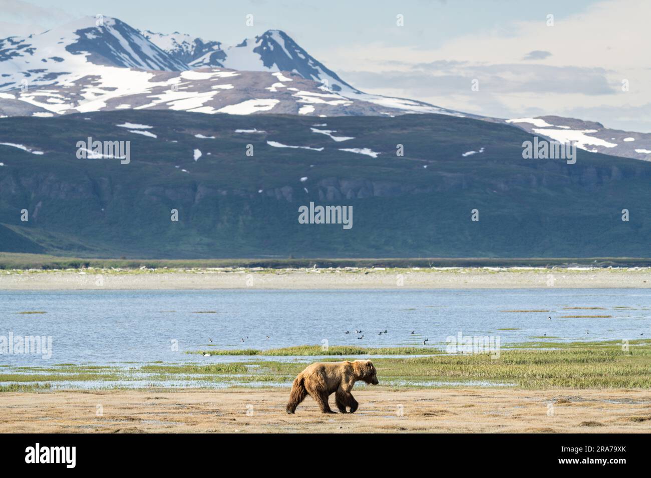 A lone male brown bear explores the beach for clams with the snowcapped ...