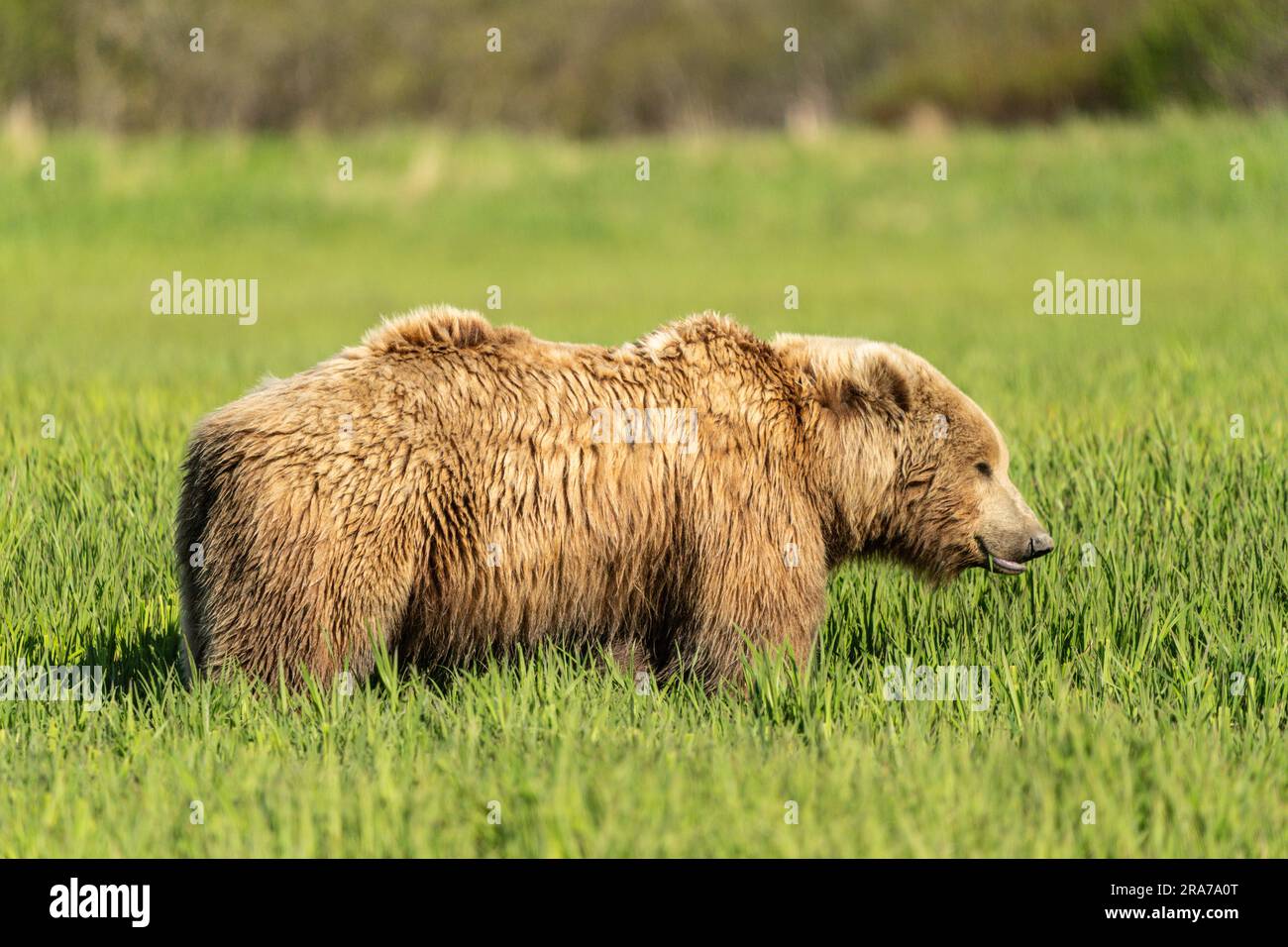 A male Brown bear pursues a female bear during mating season at the ...