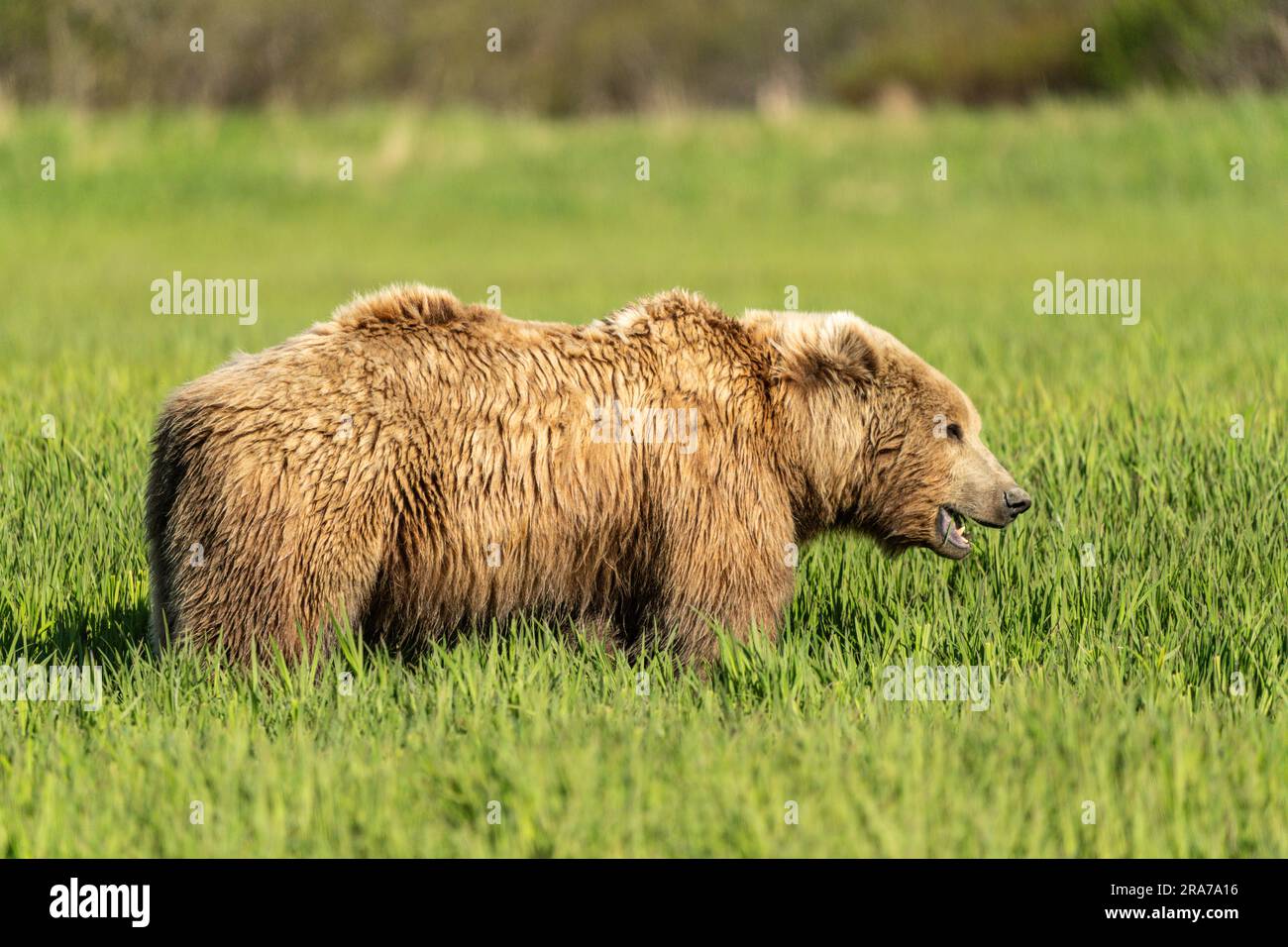 A male Brown bear pursues a female bear during mating season at the ...