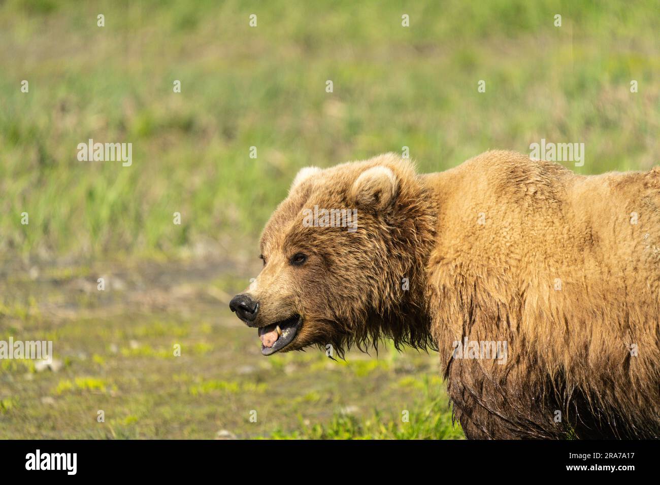A male Brown bear pursues a female bear during mating season at the ...