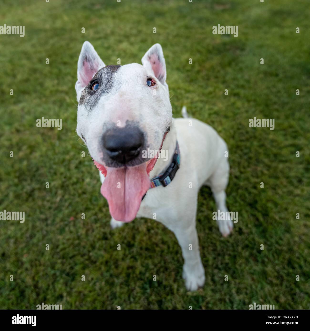 White mini bull terrier in the grass looking up Stock Photo - Alamy